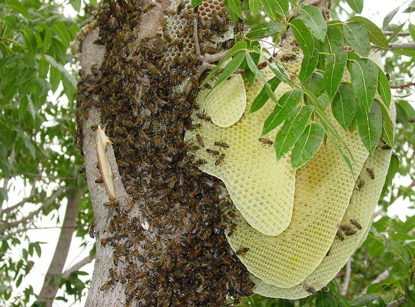 I’m Pickin’ Up Good Vibrations. Oom, bop, bop. – 1000 Reasons to Love Bees