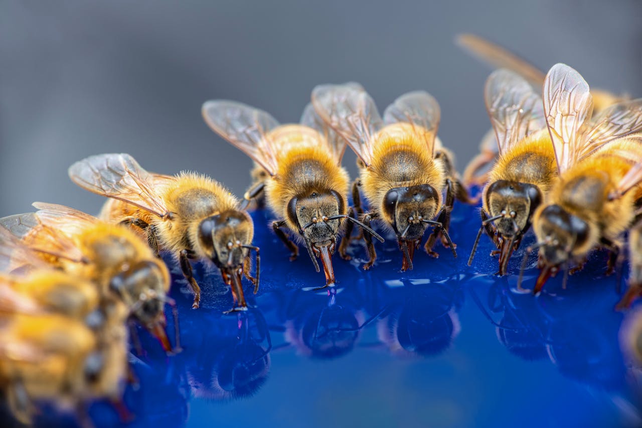 Bee-nign Ways to Quench Apian Thirst – 1000 Reasons to Love Bees