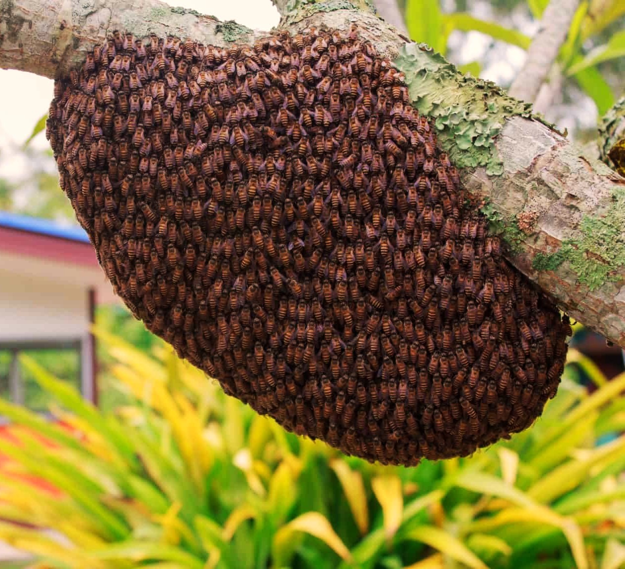 Lessons in Democracy from the Honey Bee – 1000 Reasons to Love Bees