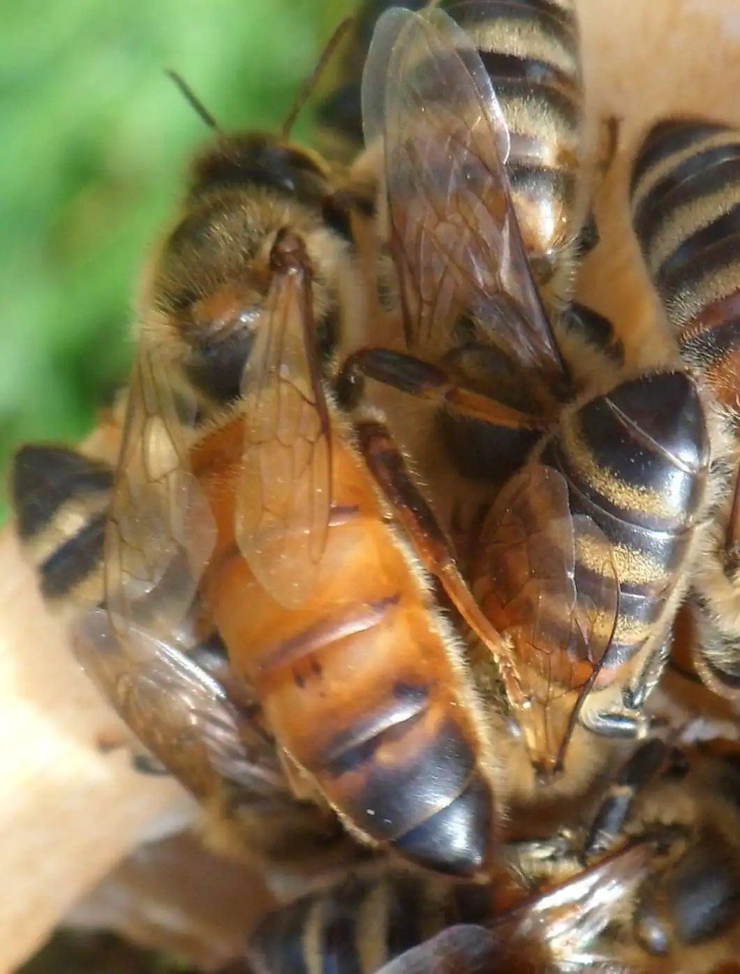 Do Bees Welcome Strangers? – 1000 Reasons to Love Bees