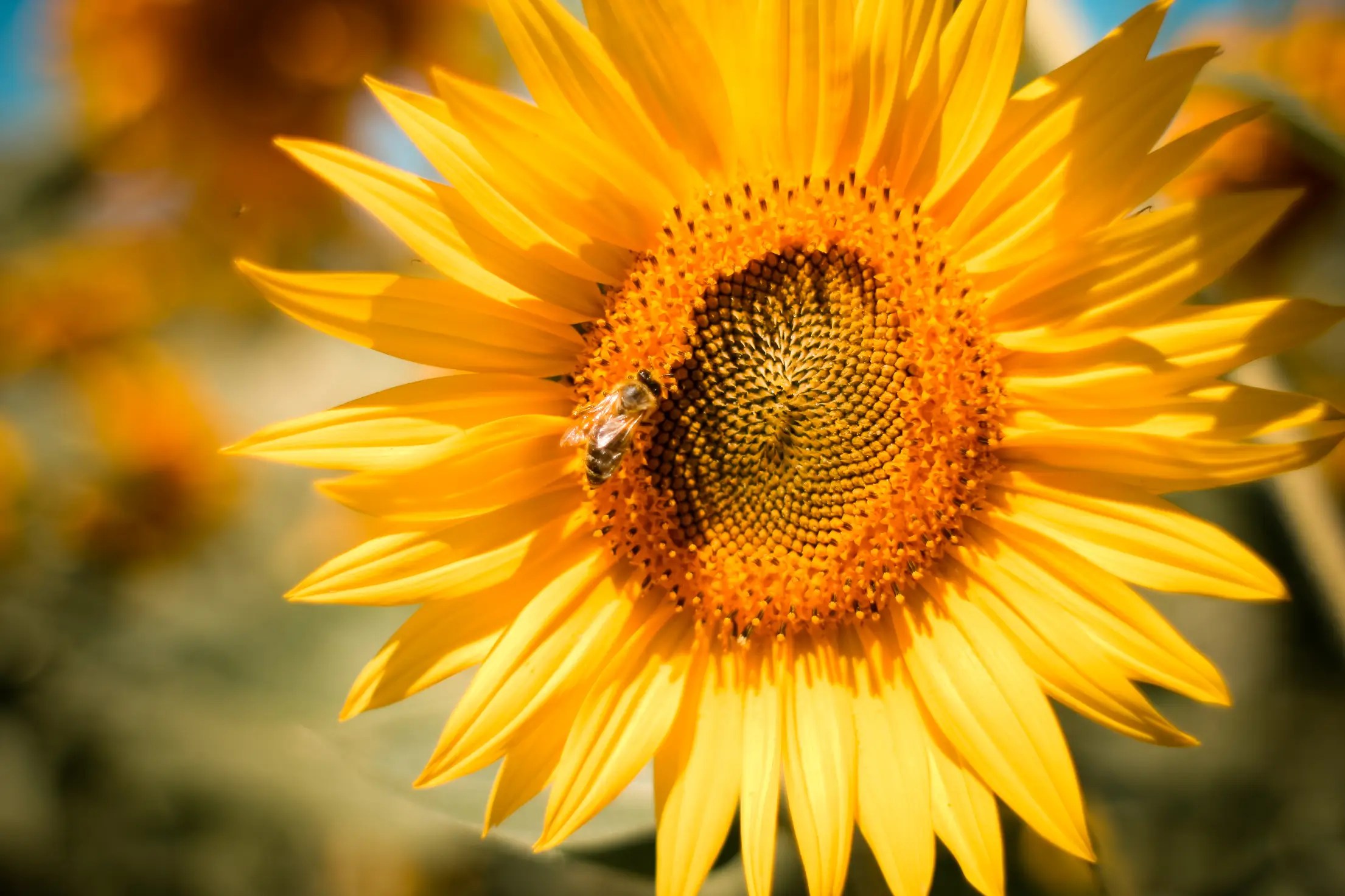 Insect Apocalypse – 1000 Reasons to Love Bees