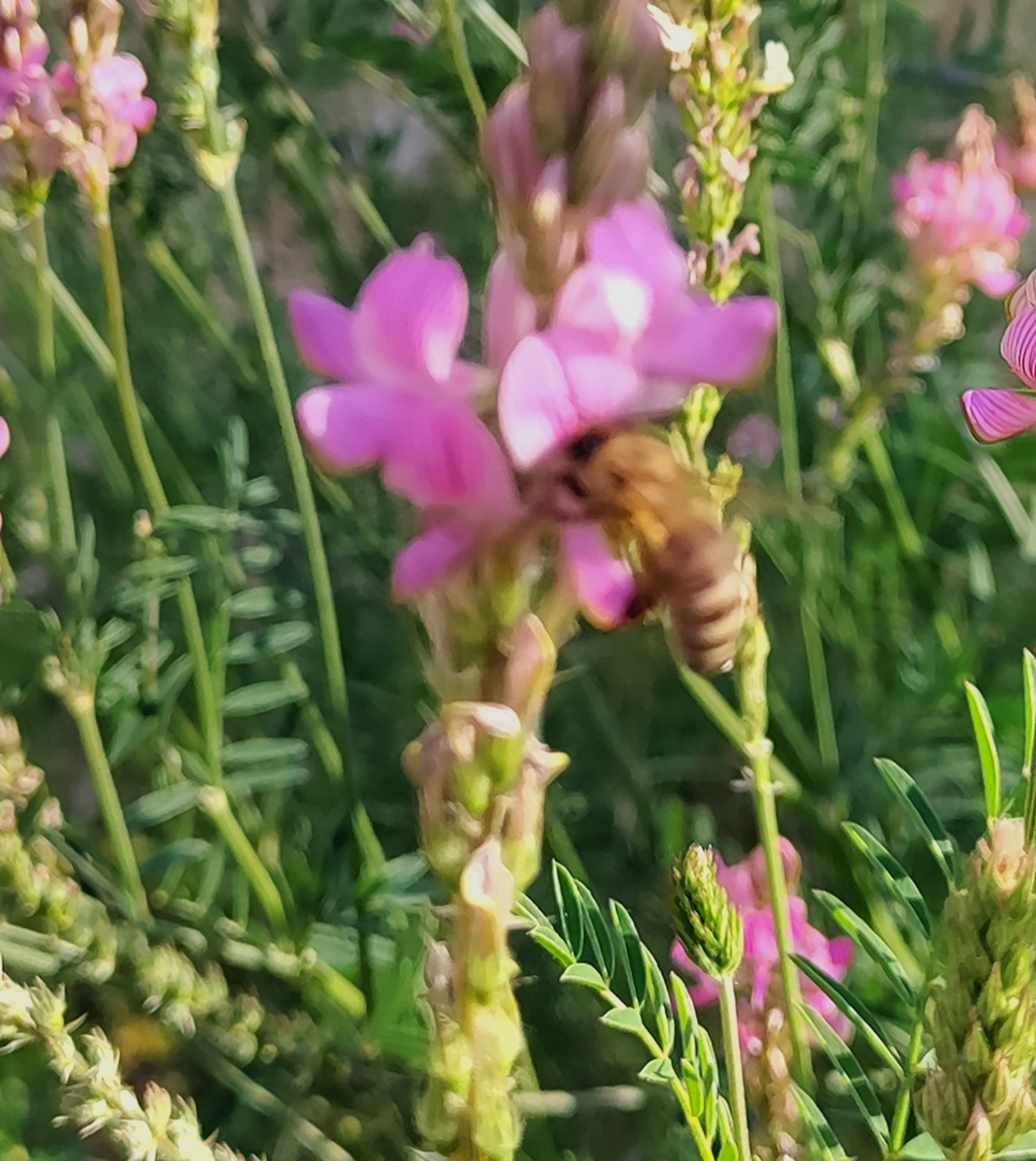 The Cassandra Effect and Bees – 1000 Reasons to Love Bees